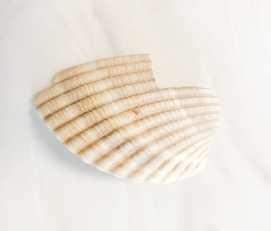 How to Choose Wall Murals and Paint Color - Shop at Blu