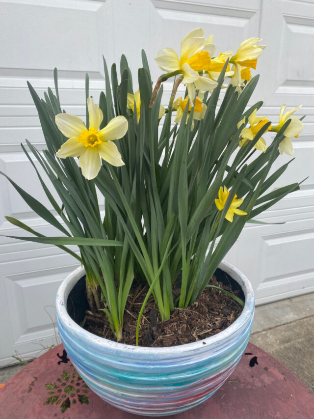 Upcycle Your Garden Pots With Paint - Shop at Blu