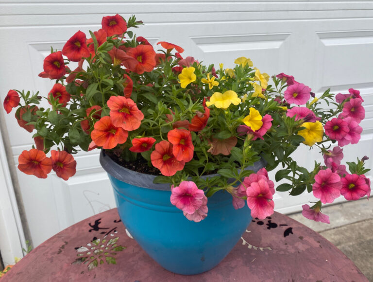 Upcycle Your Garden Pots With Paint - Shop at Blu